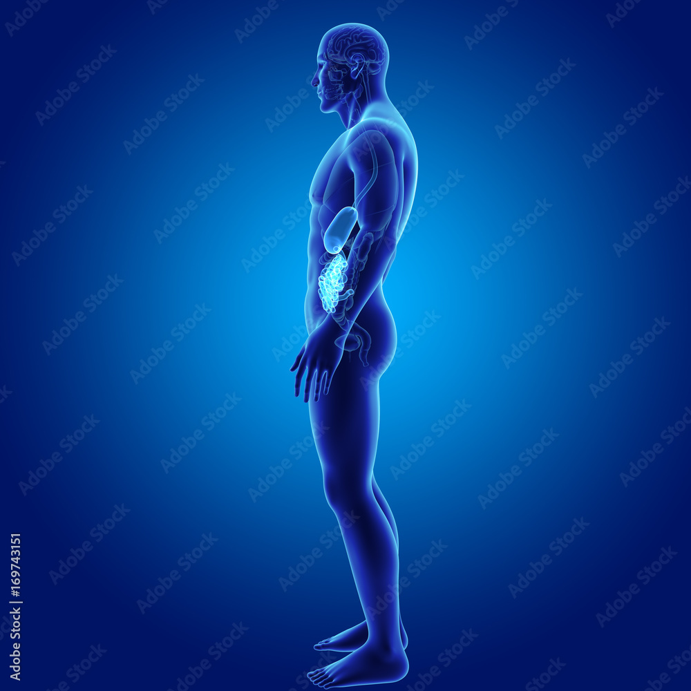 Stomach and small intestine with organs lateral view foto de Stock ...