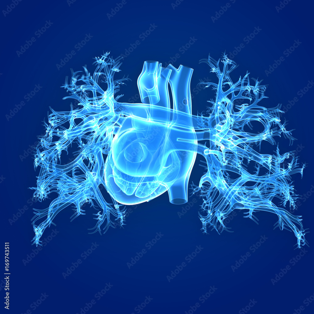 Heart posterior anterior view Stock Illustration | Adobe Stock