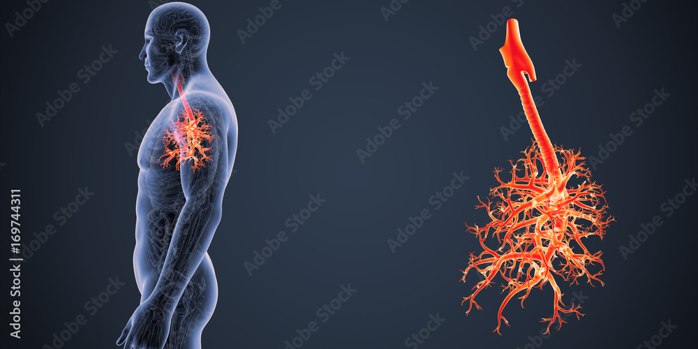 Trachea zoom with Anatomy lateral view Stock Photo | Adobe Stock