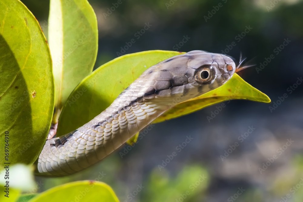 Cobra-cipó (Leptophis ahaetulla) | Parrot Snake fotografado em ...