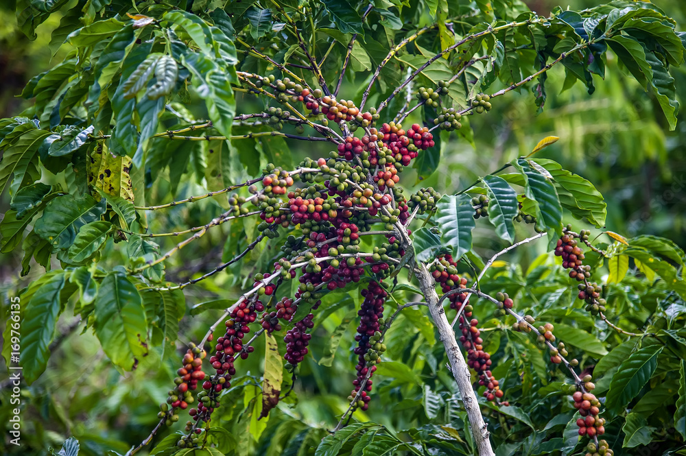 Pé de café (Coffea sp.) | Coffee plant fotografado em Conceição da ...