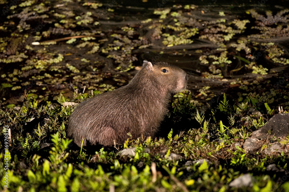 Capivara (Hydrochoerus hydrochaeris) | Capybara fotografado em Linhares ...