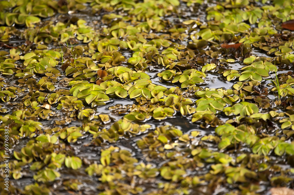Planta aquática Salvinia (Salvinia sp.) | Salvinia water plant ...
