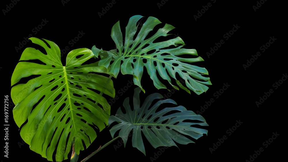 Large green leaves of monstera or split-leaf philodendron (Monstera ...
