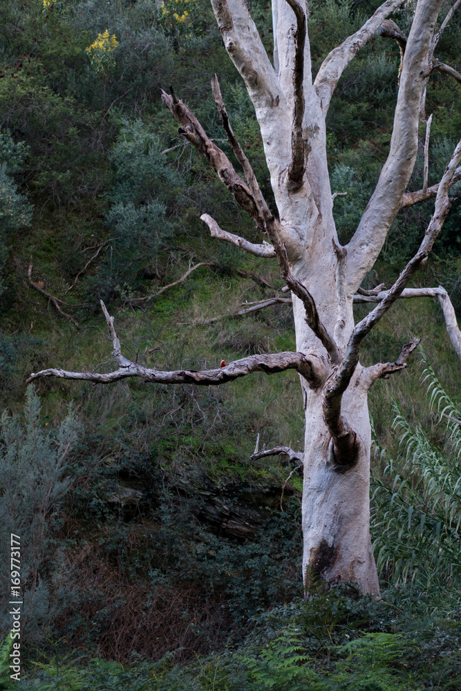 Dead Gum tree with red parrot Stock Photo | Adobe Stock