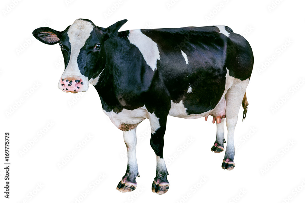 Cow isolated on white background. Stock Photo | Adobe Stock