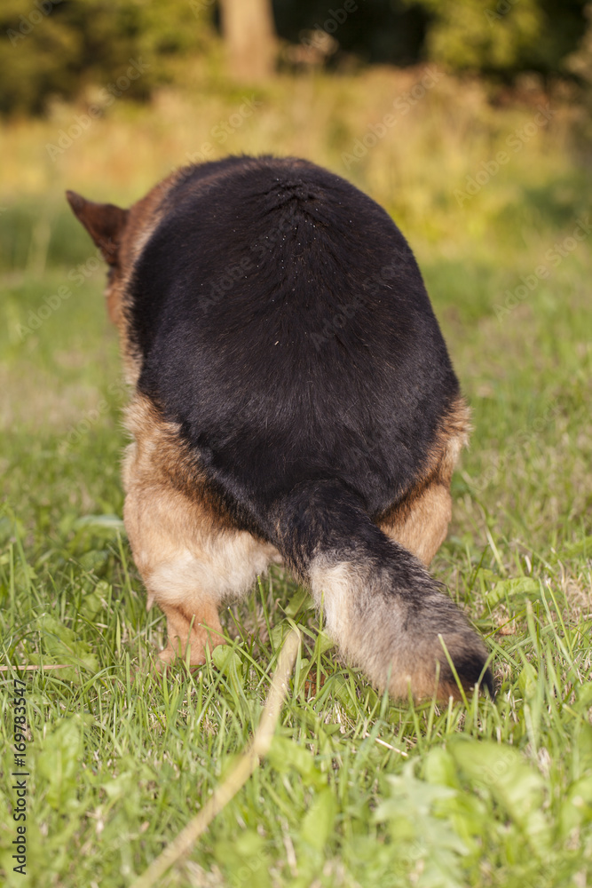 German shepherd during the morning toilet Stock Photo | Adobe Stock