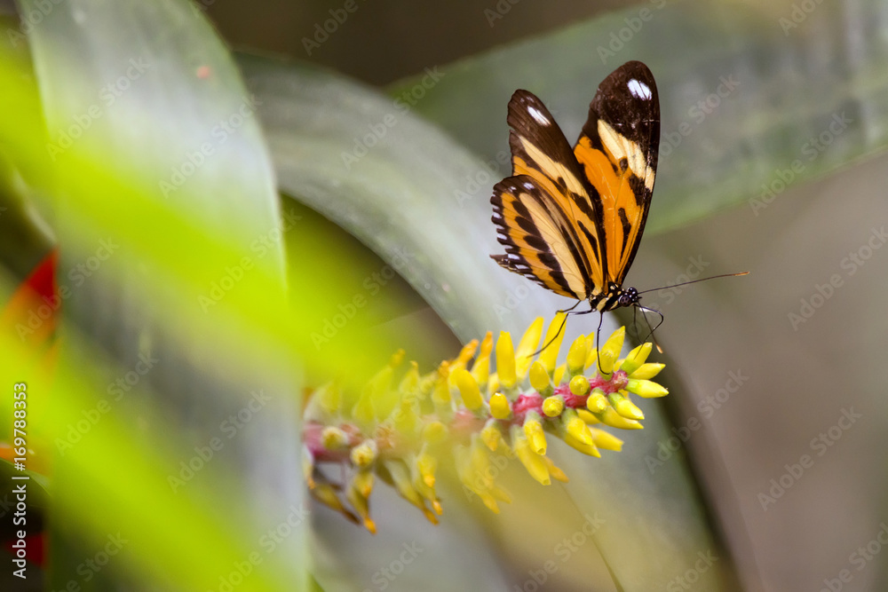 Maria-boba (Heliconius ethilla narcaea) | Ethilia longwing fotografado ...