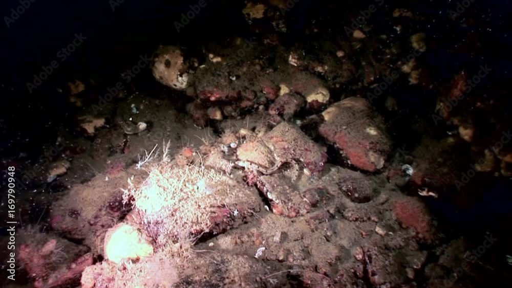 Eel pout mutton fish perciform on seabed underwater in ocean of White ...