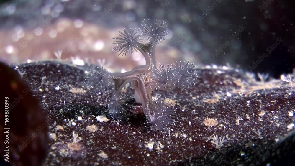 Lucernaria quadricornis underwater in White Sea. Unique dramaturgy pic ...