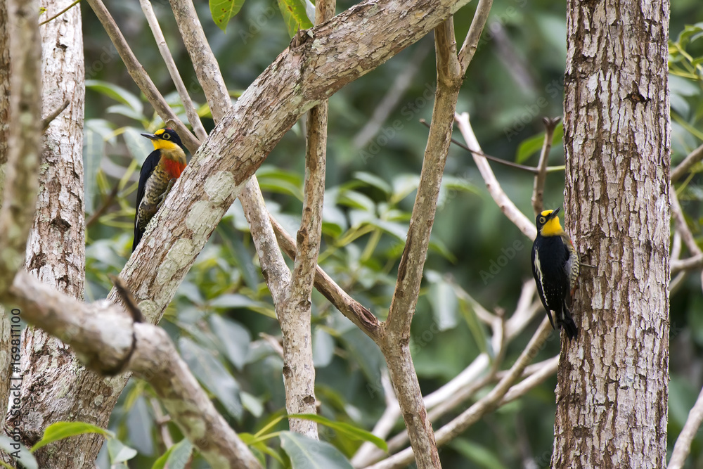 Benedito-de-testa-amarela (Melanerpes flavifrons) | Yellow-fronted ...