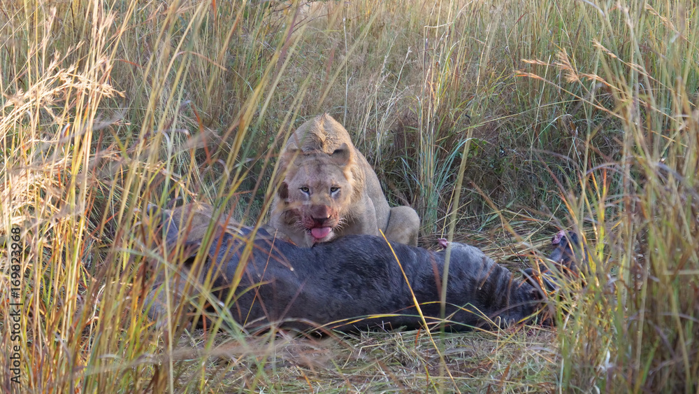 Lion Eating Wildebeest