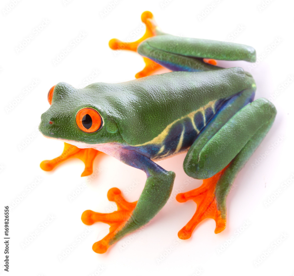 Endangered Tree Frogs