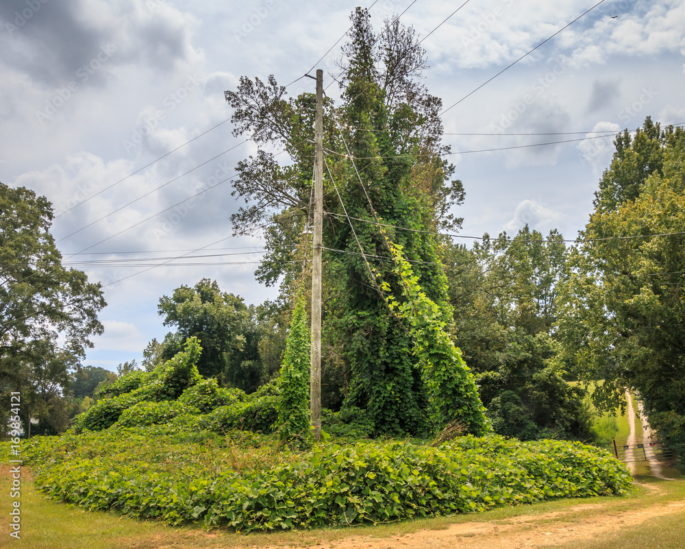 Kudzu over growing bushes, trees and telephone poles along the side of ...