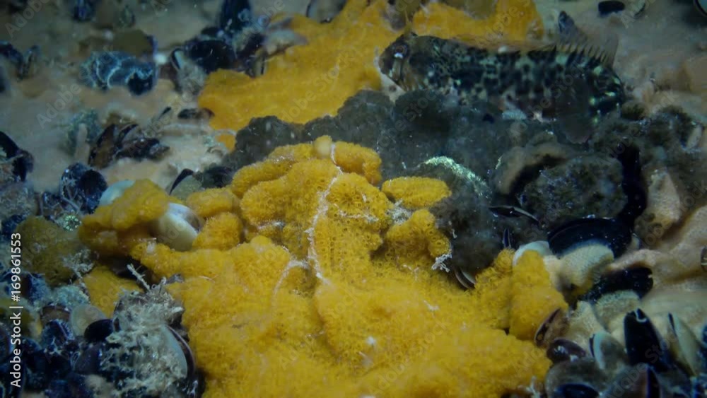 Botryllus schlosseri, commonly known as the star ascidian or golden ...