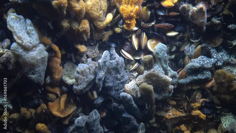Botryllus schlosseri, commonly known as the star ascidian or golden ...