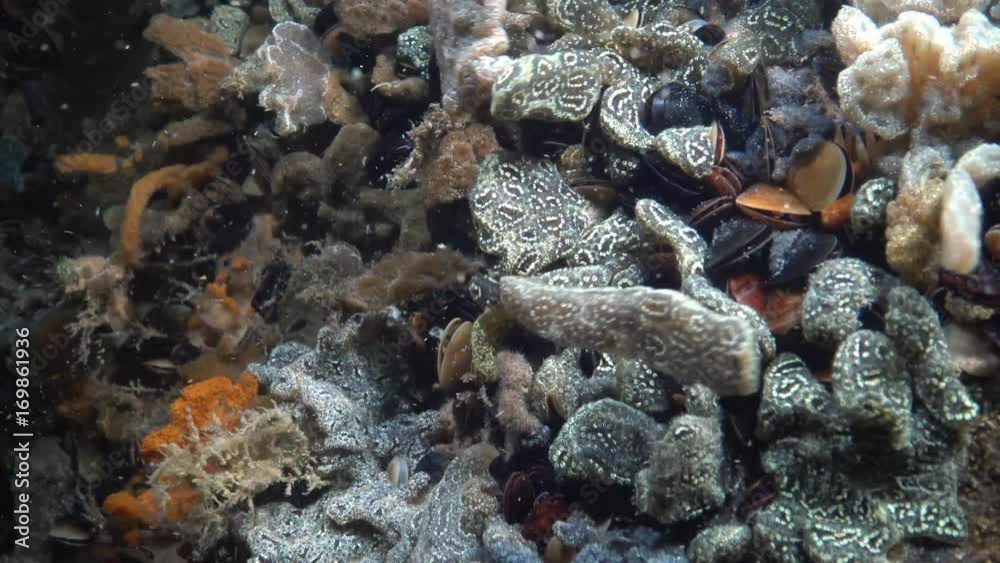 Botryllus schlosseri, commonly known as the star ascidian or golden ...