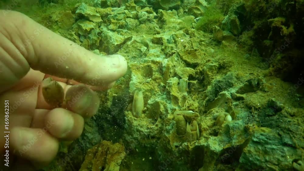 Pholas dactylus or common piddock is a bioluminescent clam-like species ...