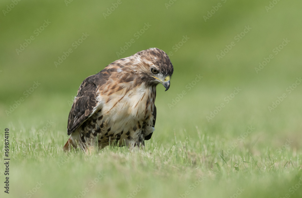 Red Tailed Hawk Stock Photo | Adobe Stock