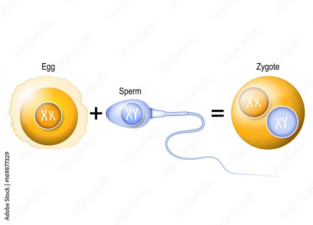 Human egg, sperm and zygote vector de Stock | Adobe Stock