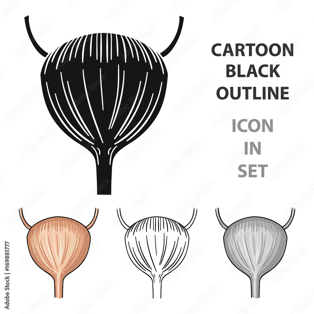 Human urinary bladder icon in cartoon style isolated on white ...