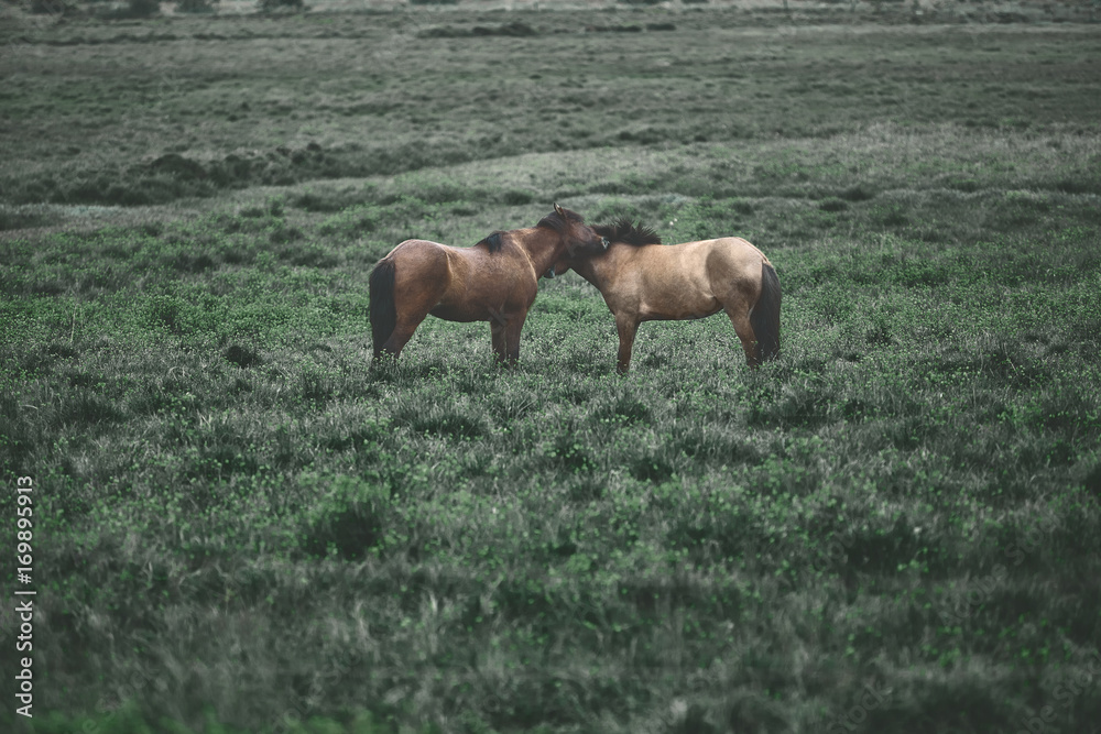 Travel to Iceland. couple horses Hugging each other in a field Stock ...