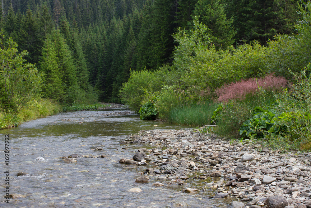 Spruce forest in the Ukrainian Carpathians. Sustainable clear ecosystem ...