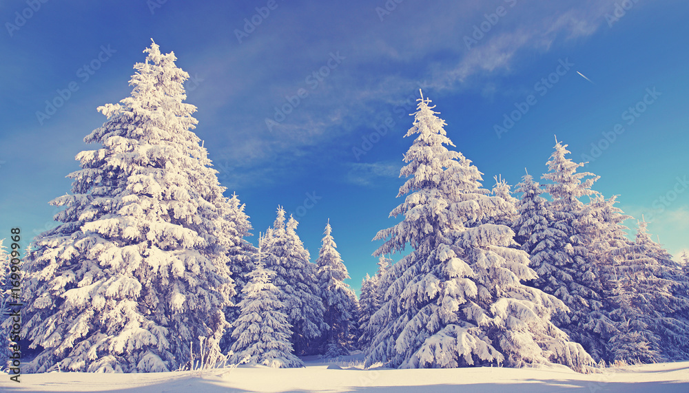 schneebedeckte Tannen im Winter foto de Stock | Adobe Stock