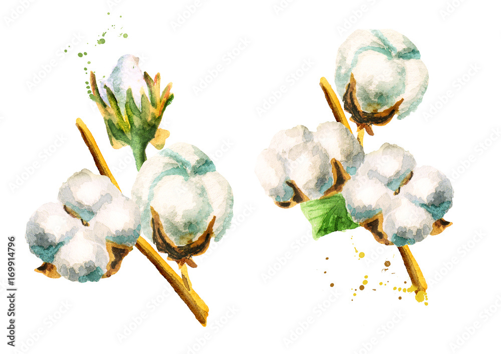 Cotton illustration Stock Illustration | Adobe Stock
