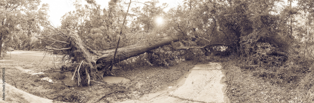 Panorama view a large live oak tree uprooted by Harvey Hurricane Storm ...