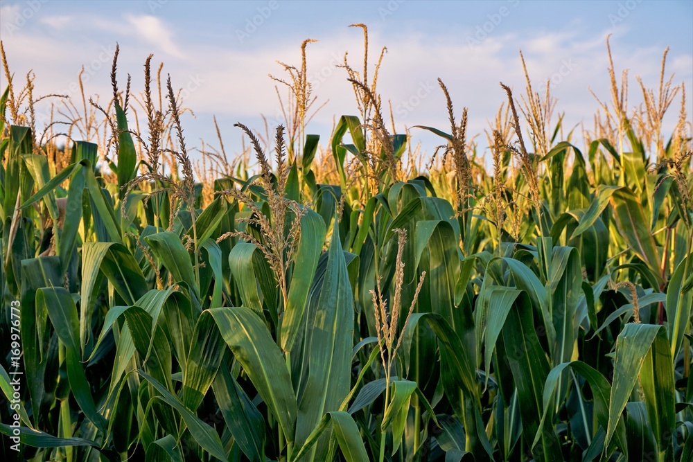 Maisfeld vor blauem Himmel und Wolken Stock-Foto | Adobe Stock