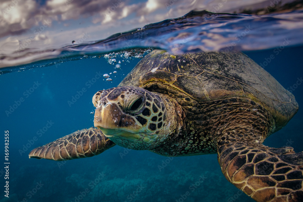 Sea turtle near water surface. Closeup portrait of aquatic animal Stock ...