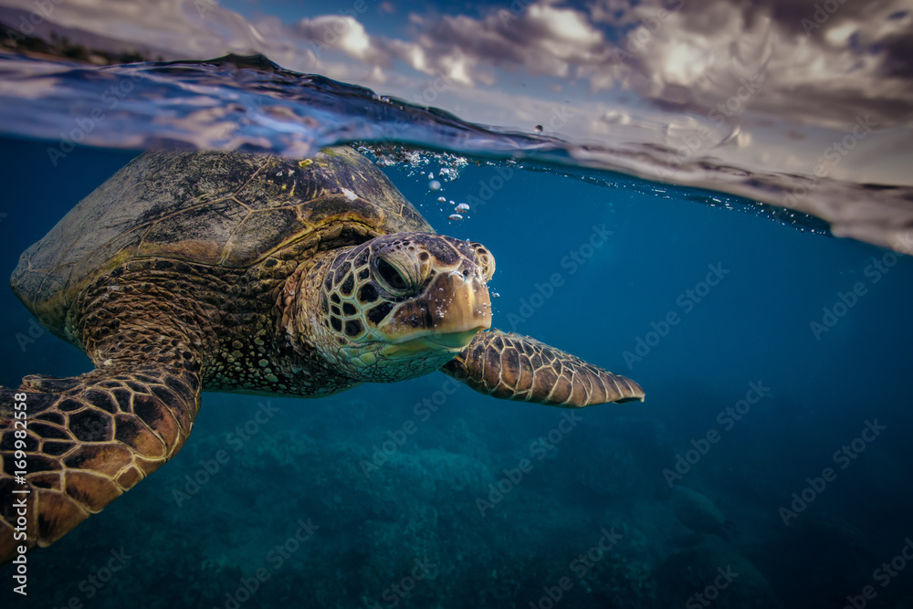 Sea turtle near water surface. Closeup portrait of aquatic animal Stock ...