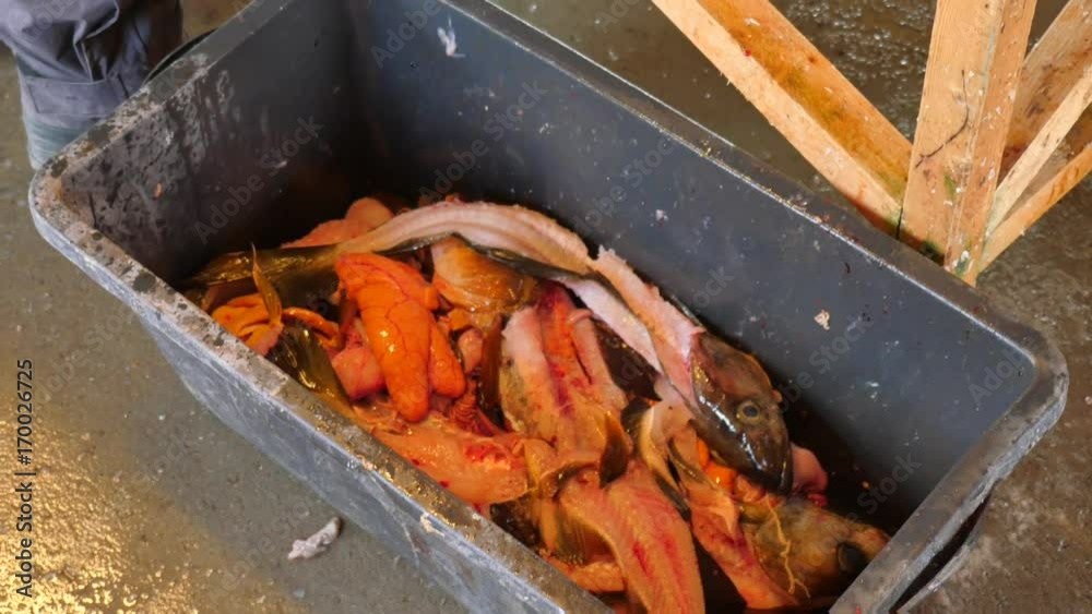 A man throws bloody fish skeleton into a plastic waste box. The ...