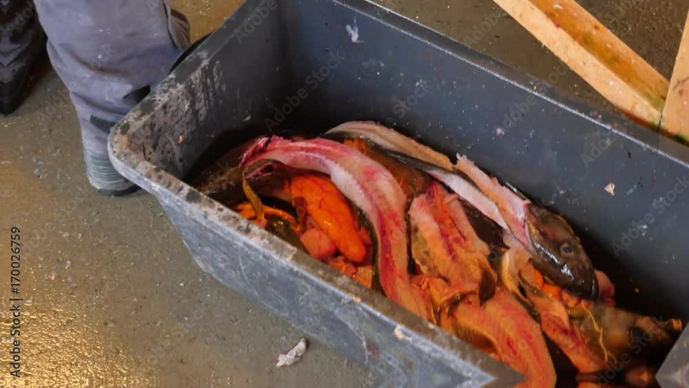 Stockvideo A man throws bloody fish skeleton into a plastic waste box ...