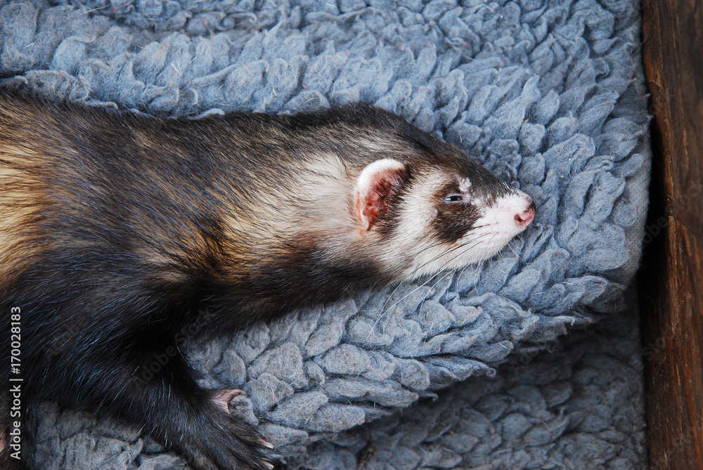 Sable Ferrets