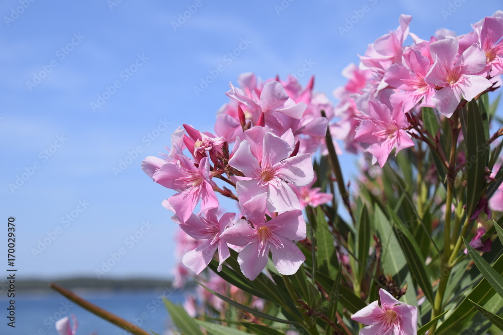 Oleander Stock Photo | Adobe Stock