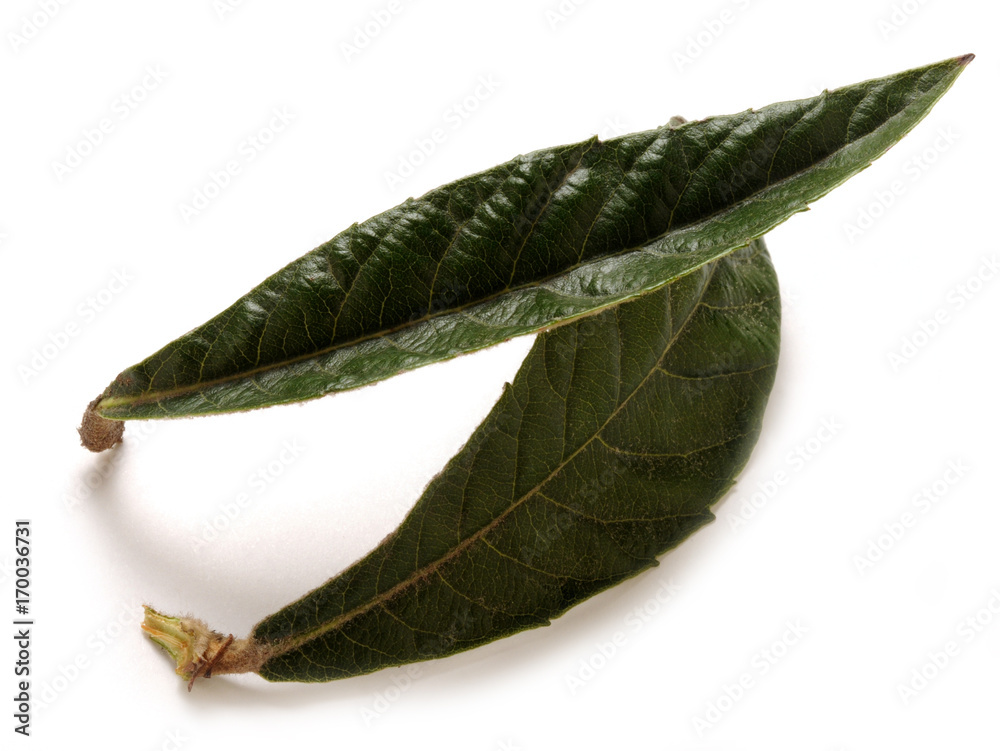 Eriobotrya japonica ビワ Loquat Nespolo del Giappone Níspero japonés leaf ...