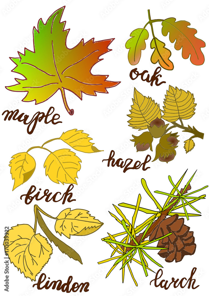 Different Types Of Leaves And Their Names