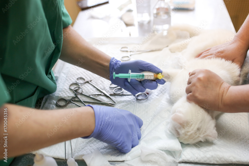 doctor makes an anesthetic cat, veterinary clinic Stock Photo | Adobe Stock