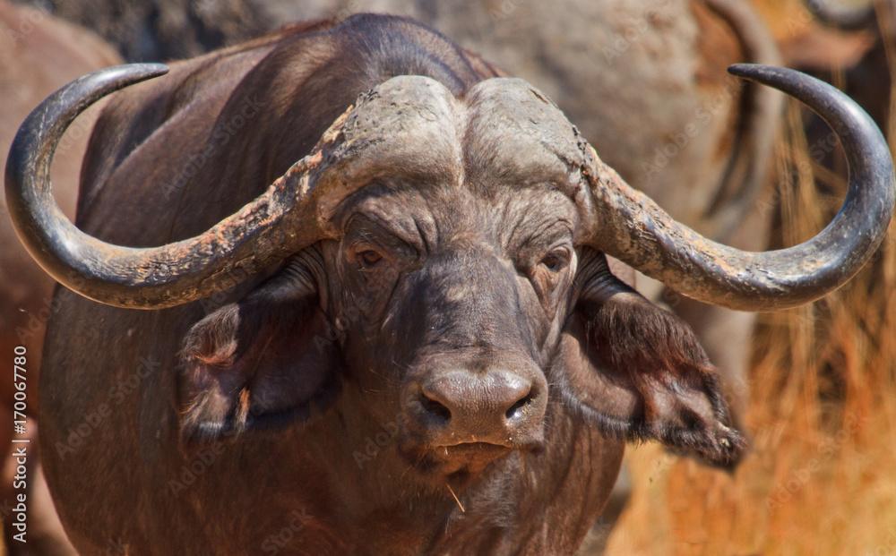 Full Frame of a large Male Buffalo face with long horns Stock Photo ...