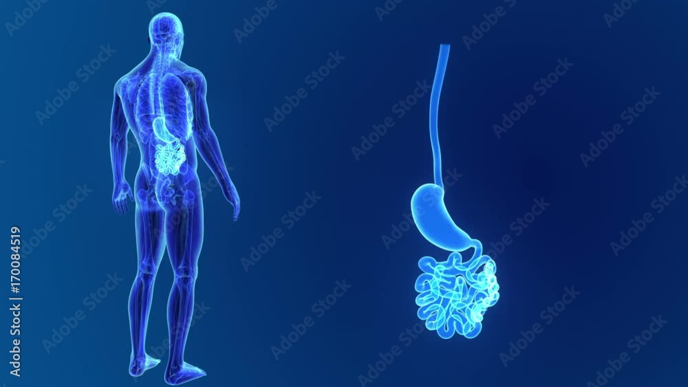 Stomach and Small Intestine zoom with anatomy Stock Video | Adobe Stock