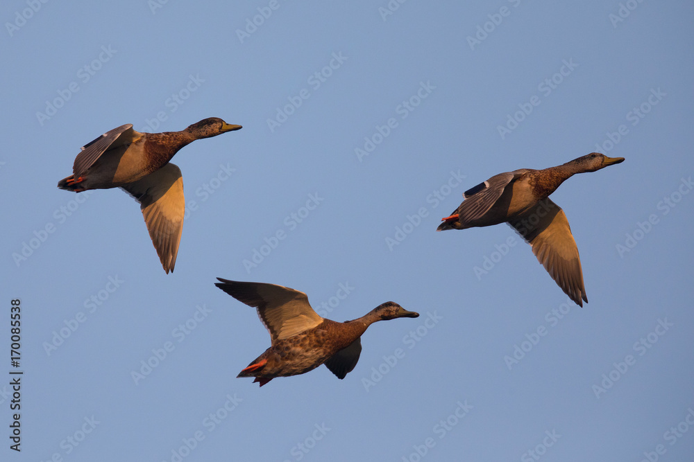 Ducks Flying Sunset