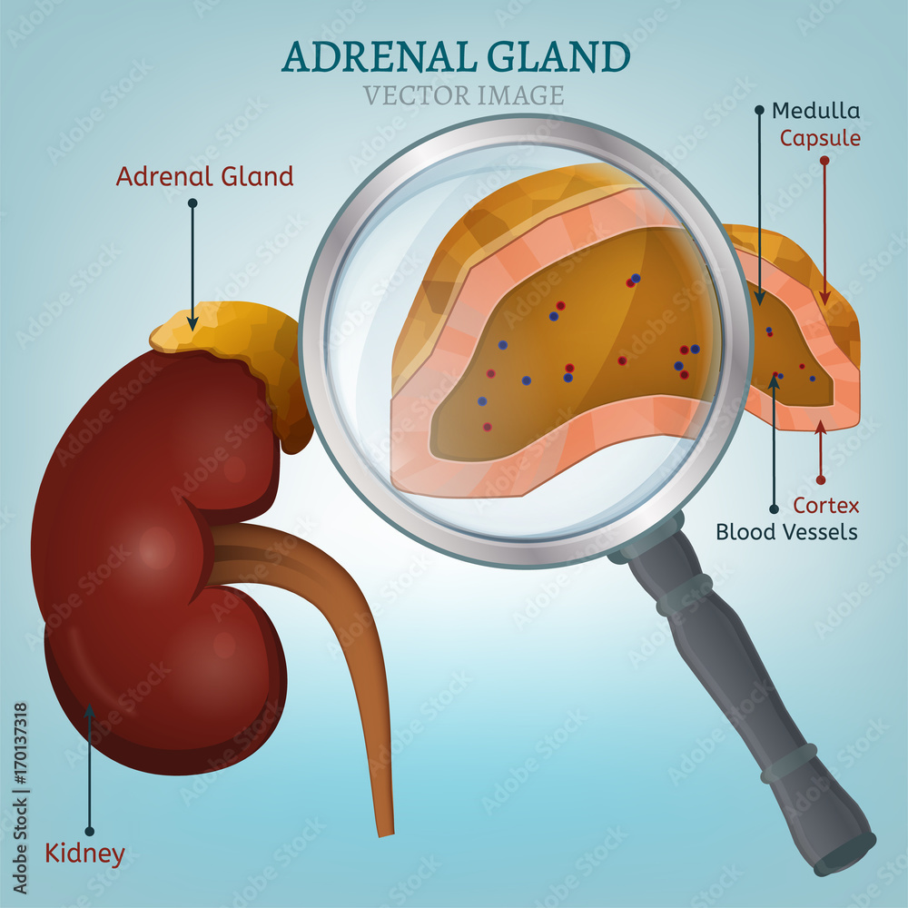 Adrenal Gland Image Stock Vector | Adobe Stock