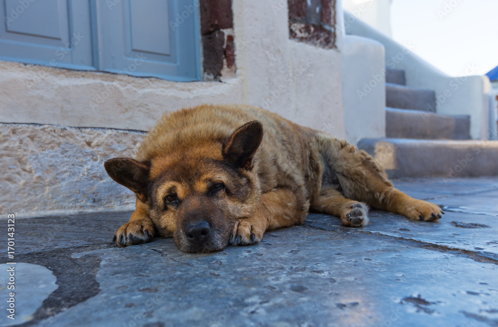 Homeless shaggy dog lying at the entrance to the shop on the street in ...