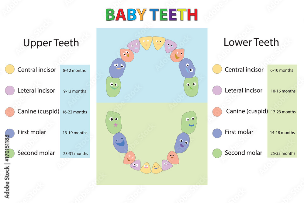 Children Teeth anatomy. Dental Teeth Chart. Dental titles of every milk ...