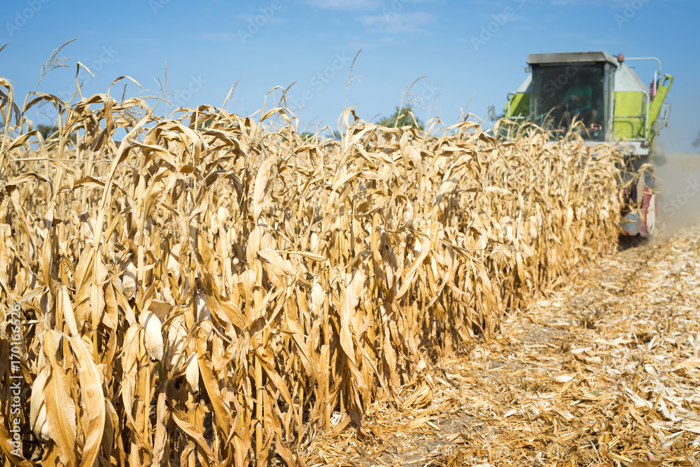 Agronomy Corn