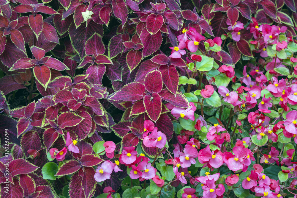 Coleus with bright burgundy leaves with green edges and pink flowers of ...