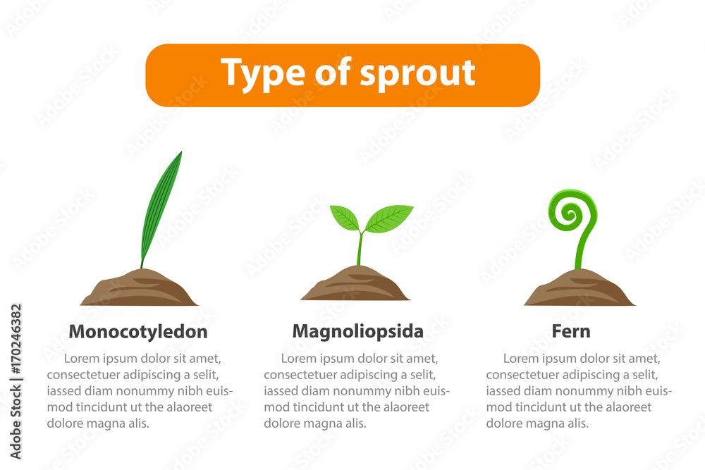 Type of sprout, Plant infographic, vector Stock Vector | Adobe Stock