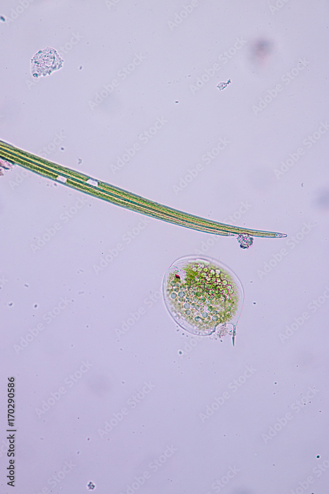 Phacus is a genus of unicellular protists, of the phylum Euglenozoa ...